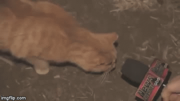 Trying to interview a Cat - Imgflip