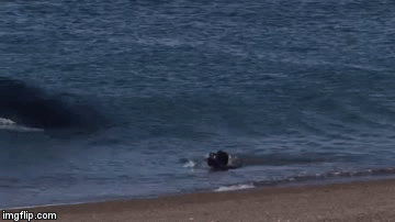 Shamu chasing down a meal - Imgflip