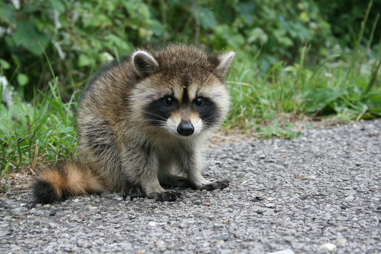 Raccoon Baby Memes Imgflip