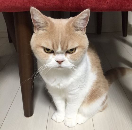 Mad Cat Blank Template Imgflip