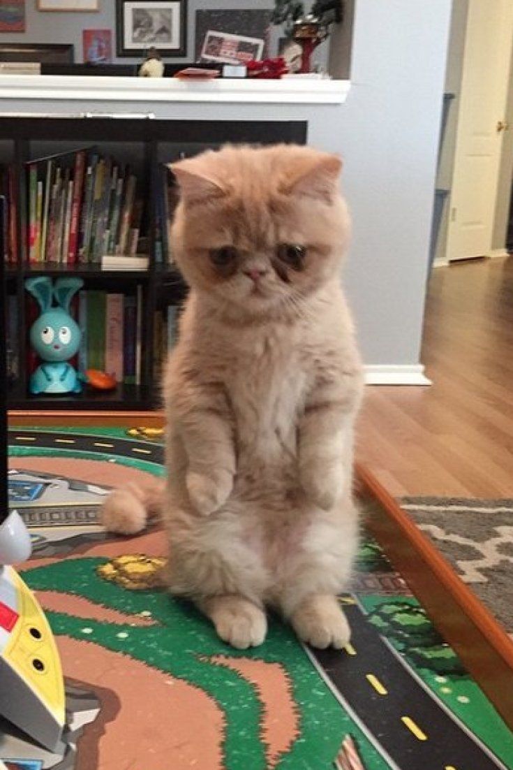 Standing Cat Blank Template Imgflip