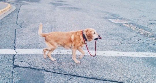 Self Teaching Dog Blank Template Imgflip
