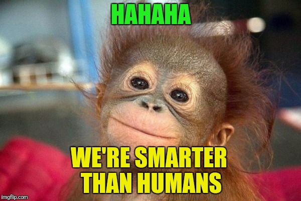 IMGFLIP! So easy even a monkey can use it! - Imgflip