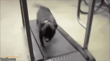 Treadmill fail! Try not to burst out laughing! - Imgflip