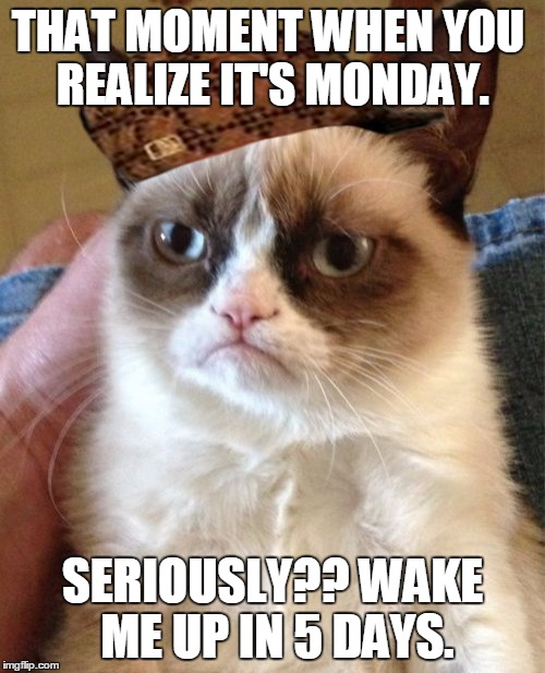 Grumpy Cat Meme - Imgflip