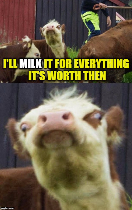Evil Cows Meme - Imgflip