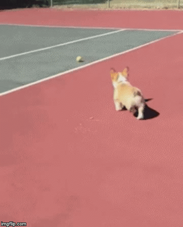 "Meh, ill fetch the next one" - Imgflip