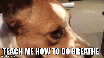 Doggo forgets how to breathe - Imgflip