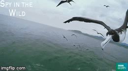 Frigate bird Pirate of the Caribbean - Imgflip