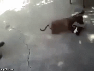 Mummy Cat to the rescue! - Imgflip