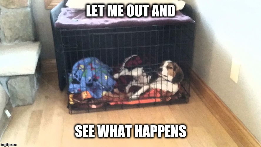 Image tagged in mavrick doggy jail - Imgflip