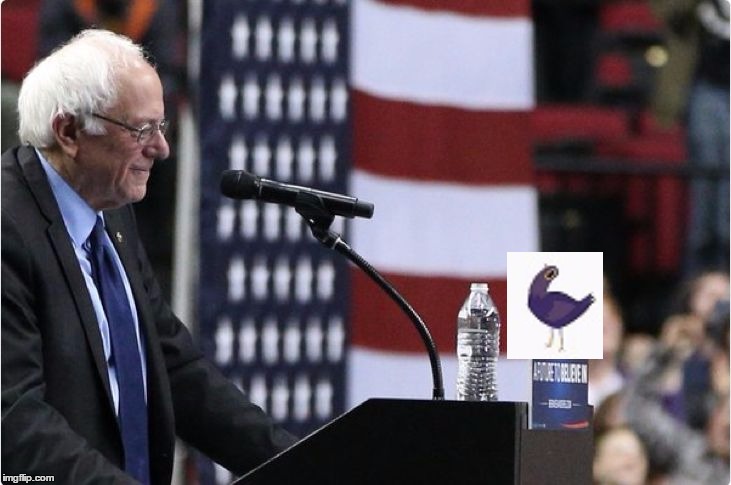 bernie birdie Memes & GIFs - Imgflip