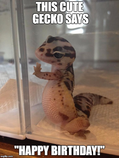 Photogenic Lizard - Imgflip