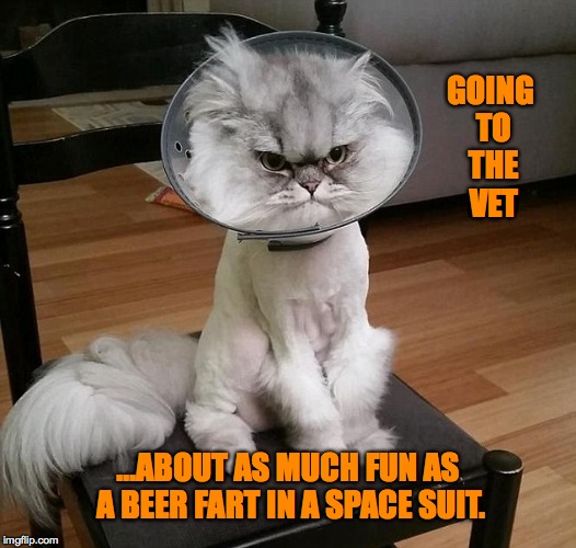 fresh from the vet - Imgflip