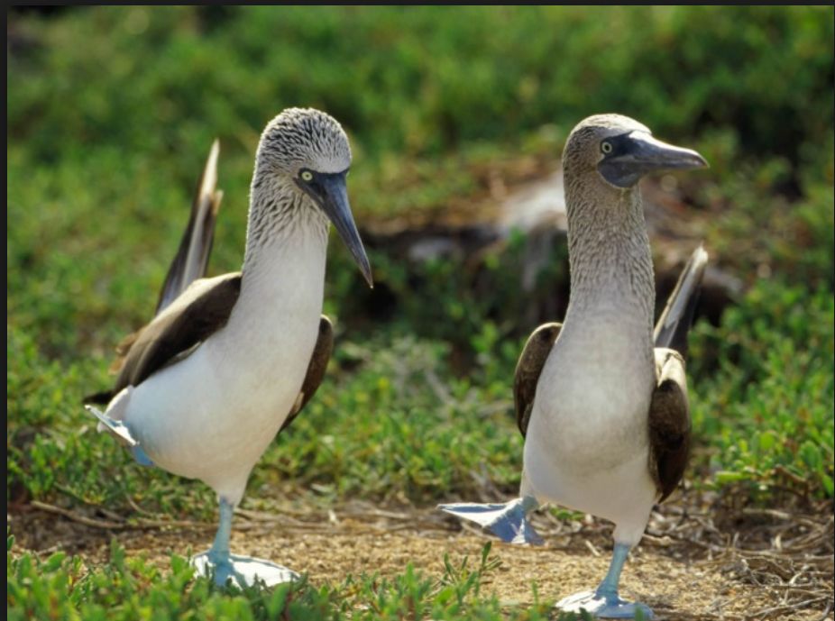 Birds Blank Template Imgflip