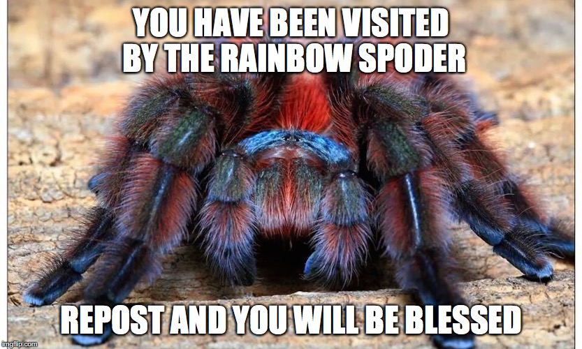 Image tagged in you have been visited by the rainbow spoder - Imgflip