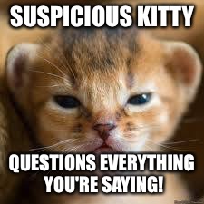 Image tagged in suspicious kitty - Imgflip
