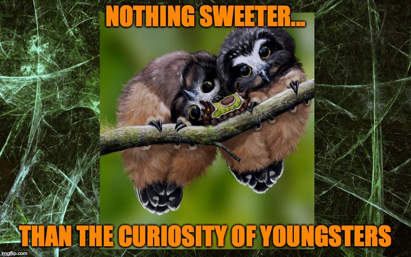 youthful curiosity - Imgflip