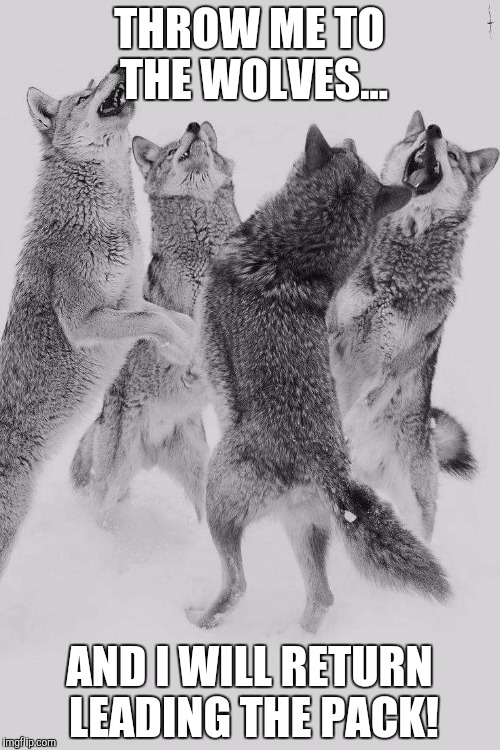 Wolves Meme It S Time To Go Two Laughing Wolves And One Serious Wolf 