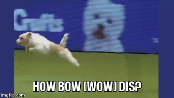 How Bow (Wow) Dis? - Imgflip