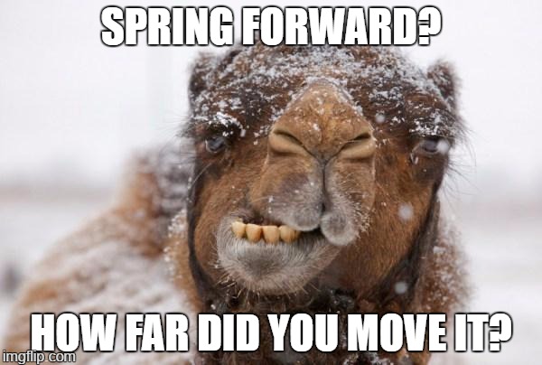 Freezing Hump Day Camel - Imgflip