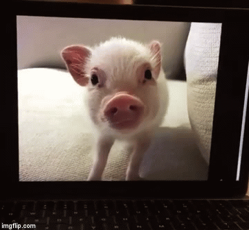 hank the pig - Imgflip