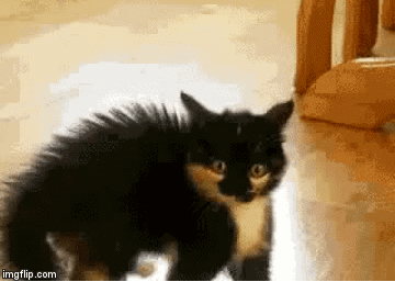 U wot m8? Fite me irl - Imgflip