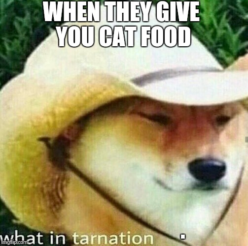 What in tarnation dog - Imgflip