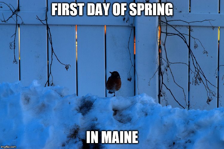 Image tagged in robin - Imgflip