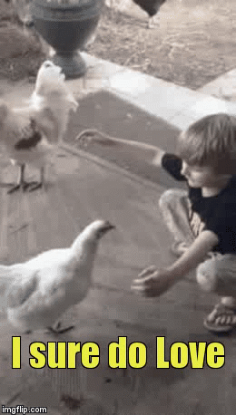 I'm Lovin' It (a hug your chicken event) - Imgflip