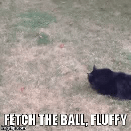 This is why you can't play fetch with a cat... - Imgflip