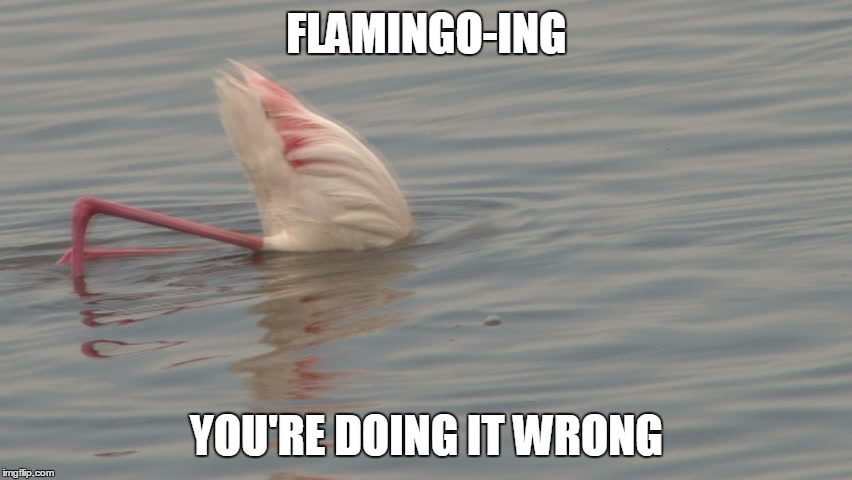 Image tagged in bad pun rodney dangerfield,flamingo - Imgflip