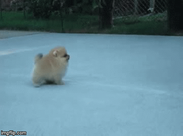 He's so fluffy I could die! - Imgflip