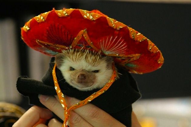 Sombrero Hedgehog Blank Template - Imgflip