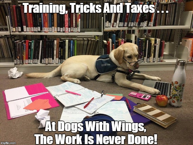 Training Dog Memes