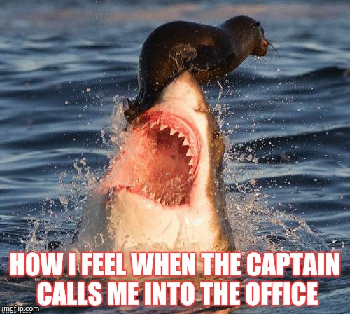 Travelonshark Meme - Imgflip