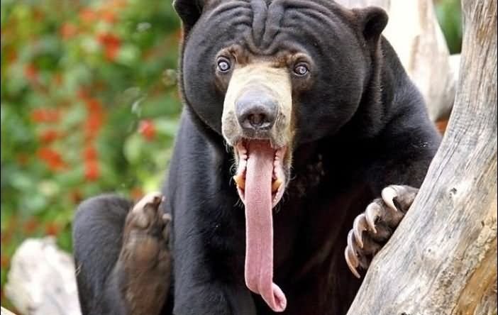 OMG Bear Memes Imgflip