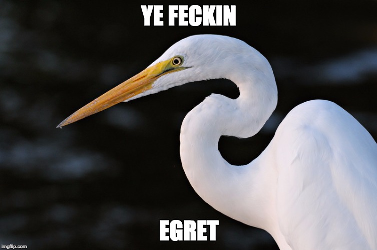 Egret Memes White Shore Bird Funny Expression Long Stock Photo