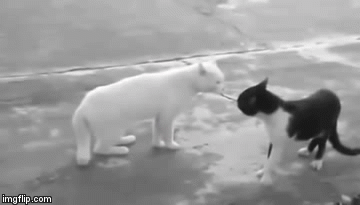 feline stand off - Imgflip