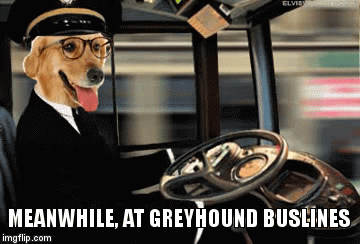 Diversity program enables other breeds to drive their buses - Imgflip