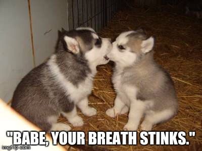 Cute Puppies Meme - Imgflip