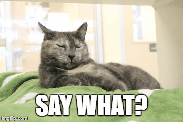 Little Princess says Say Whaaat? - Imgflip