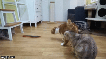 Multi-Cat Drifting ≧^ ^≦ - Imgflip