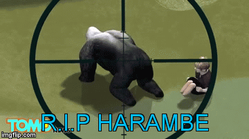 Harambe Is Dead,Do Not Big Suprise ;-; - Imgflip