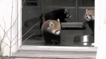 scared red panda - Imgflip