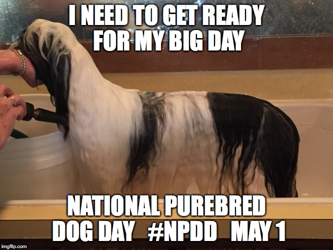 Image tagged in dogs - Imgflip