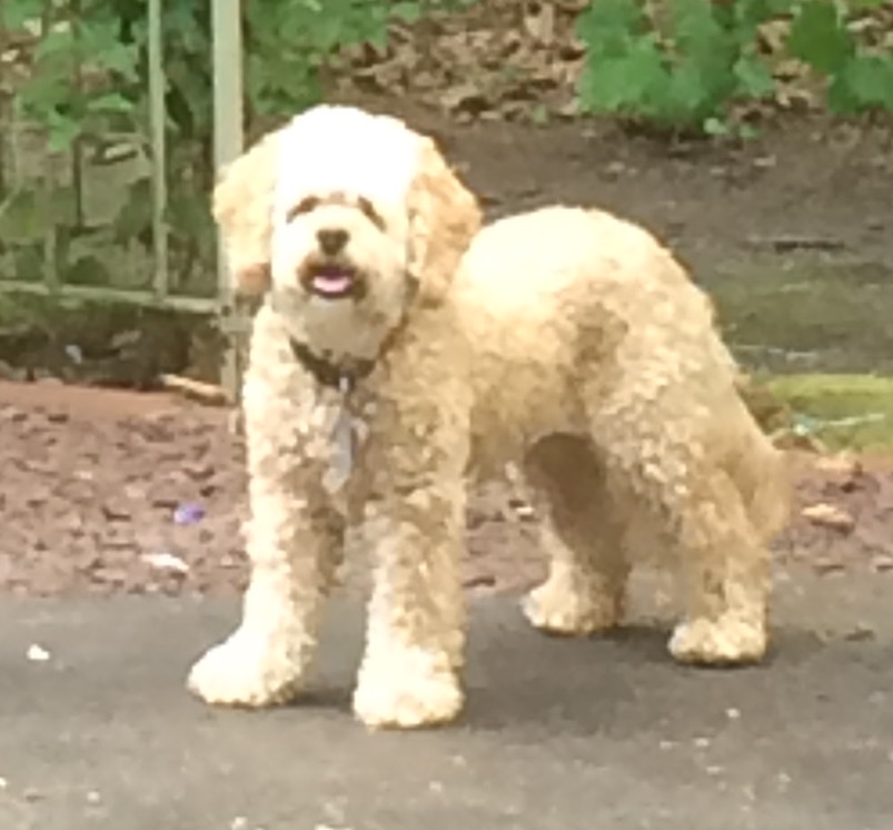 Ruby Blank Template - Imgflip