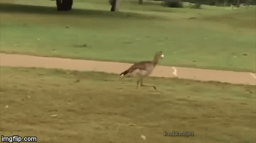 bird sapper - Imgflip