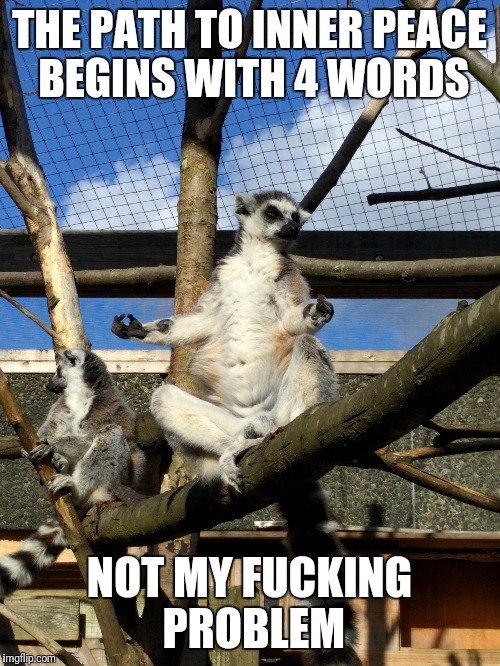 Super chill ring-tailed lemur at London Zoo : r/aww