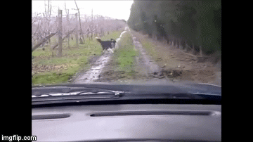 I Think He Was Trying To Escape Getting Run Over - Imgflip